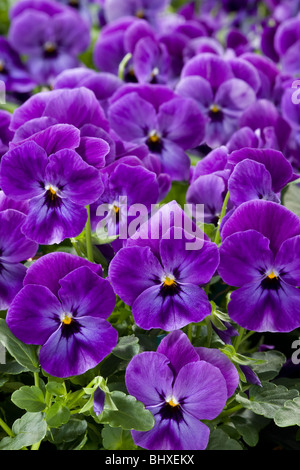 deep blue garden pansy flowers in a flower bed Stock Photo - Alamy