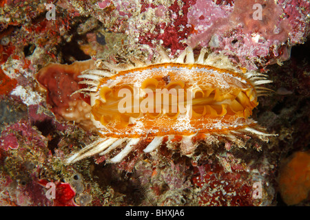Spondylus or Giant Thorny Oyster shell, Spondylus varius, showing the ...