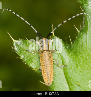 poplar borer (Saperda carcharias Stock Photo - Alamy