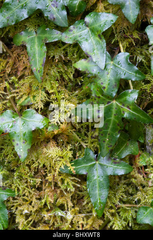 Green climbing hold on moss cover weathered wooden board Stock Photo ...