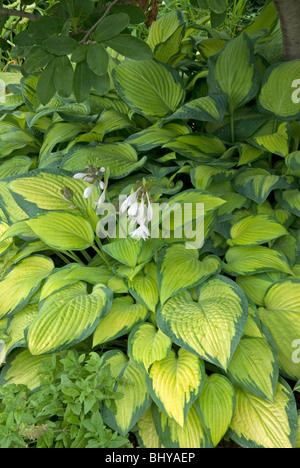 Hosta 'Paul's Glory' Stock Photo - Alamy