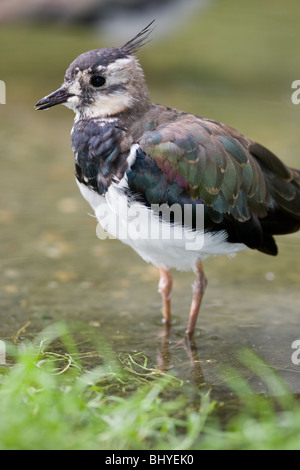 Vanellus vanellus Green Plover Kiebitz Northern Lapwing Peewit Pewit ...