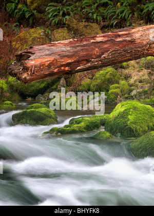 Quartzville Creek, Quartzville Creek Wild and Scenic River, Quartzville ...