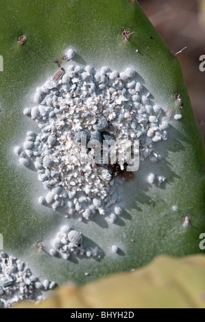 Cochineal insect: (Dactyliopius coccus), on Opuntia cactus (Opuntia ...