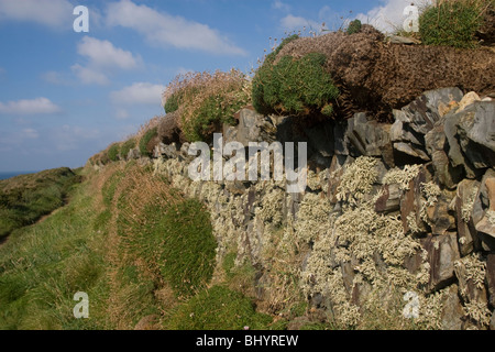 Cornish dry stone walling Stock Photo - Alamy