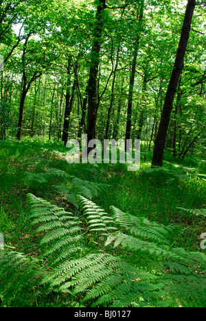 FOREST OF BROCELIANDE, PAIMPONT (35), BRITTANY, FRANCE Stock Photo - Alamy