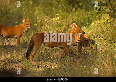 A pack of dholes or Indian wild dogs in Kanha national park Stock Photo ...