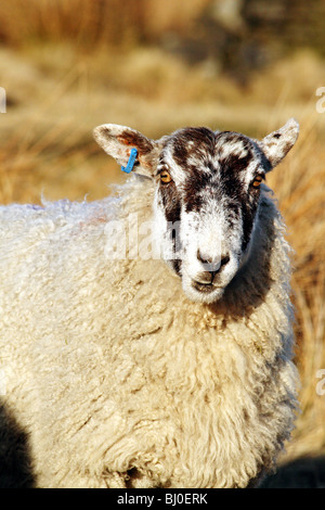 Sheep Breeds Derbyshire Gritstone Sheep a domestic farm Animal which is ...