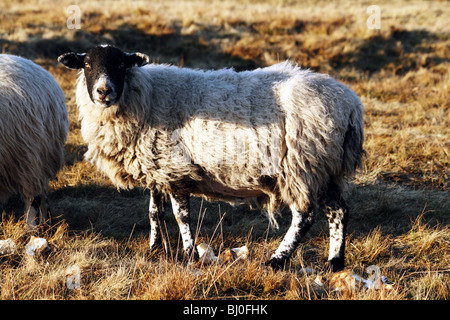 Sheep Breeds Derbyshire Gritstone Sheep a domestic farm Animal which is ...