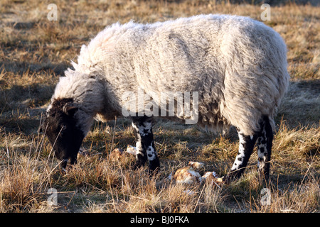 Sheep Breeds Derbyshire Gritstone Sheep a domestic farm Animal which is ...