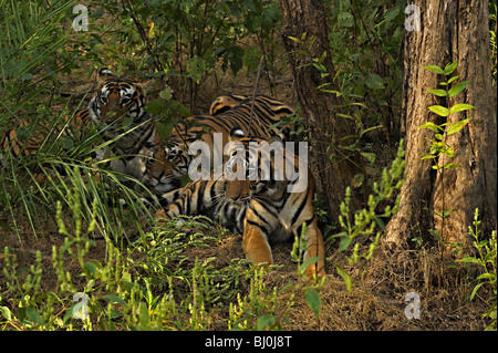 Tiger family in the thick jungles of Kanha national park Stock Photo ...