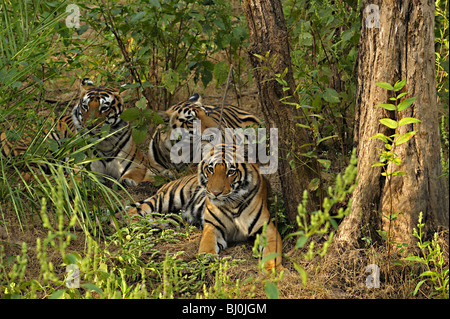 Tiger family in the thick jungles of Kanha national park Stock Photo ...