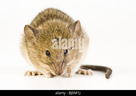 House Mouse (Mus musculus) Mammalia Stock Photo - Alamy