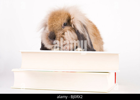 hare with books Stock Photo - Alamy