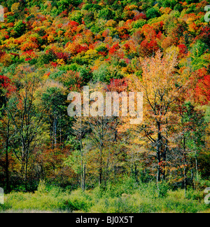 Fall foliage scene along Rt 7 near Middlebury, Vt, USA Stock Photo - Alamy