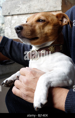 human with Jack Russell Terrier Stock Photo - Alamy