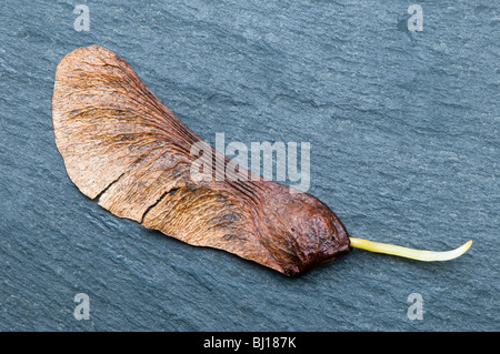 Close up of a sprouting sycamore seed on a grey slate background Stock ...
