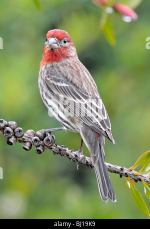 A red male common finch perched on a metal deck ornament Stock Photo ...