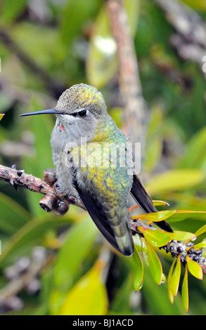 A small female Anna hummingbird with a long, slender beak perches on a ...
