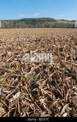 stubble and waste stems of sweet corn after harvesting cereal in autumn ...