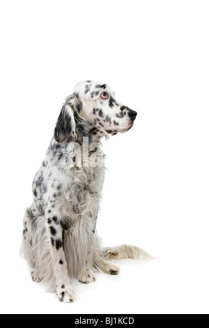 sitting English Setter Stock Photo - Alamy