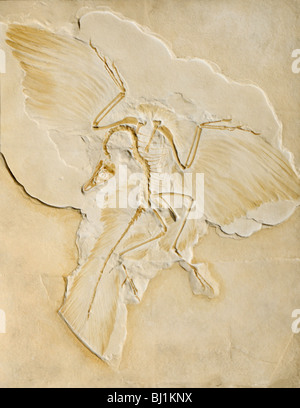 Fossil Bird - Archaeopteryx- Cast - Original specimen in Berlin Germany ...