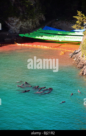 Dolphins swim in a sealed off area known as "killer cove" in Taiji ...