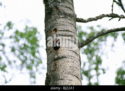 Swedish Aspen trees Populus tremula erecta and blue sky with clouds in ...