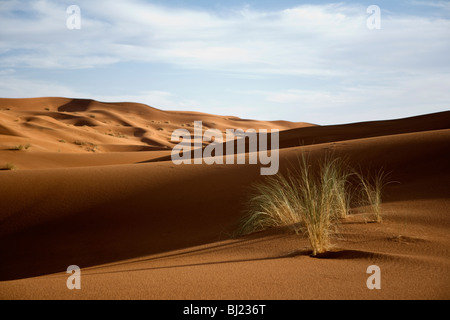Desert sand dune with a tuft of grass and a blue sky Stock Photo - Alamy