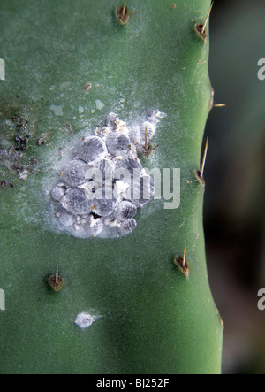 Opuntia cochineal scale (Dactylopius coccus) on the leaf of an Opunitie ...