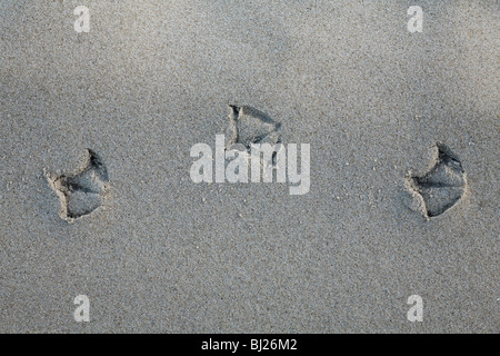 Footprints of gull in sea sand on the beach along the North Sea coast ...