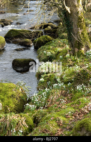 Snowdrops in Snowdrop Valley near Wheddon Cross on Exmoor in Somerset ...
