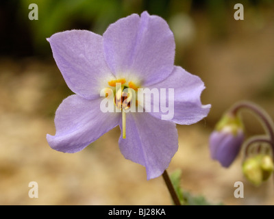 Pyrenean Violet (Ramonda myconi) Pyrenees, Barcelona Province, Spain ...