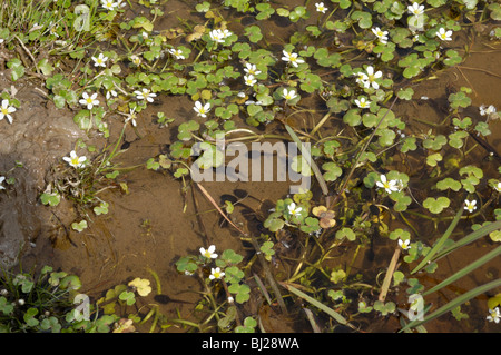 The white flower of the round leaved crowfoot (Ranunculus omiophyllus ...