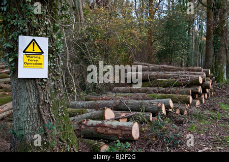 Recently cut oak trees. Sussex, England Stock Photo - Alamy