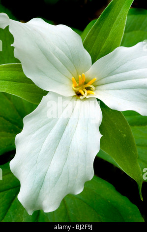 Great White Trillium Trillium Grandiflorum are a rare wildflower ...