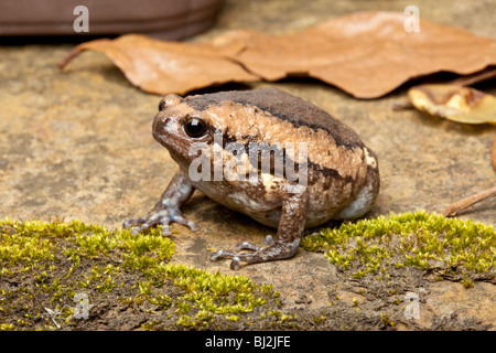 Asian Painted Bullfrog, Kaloula pulchra, on white background, South ...