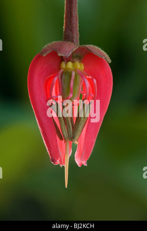 crinodendron hookerianum,Chinese Lantern Tree,geum mrs J bradshaw ...