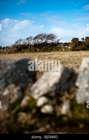 Cornish landscape of moors, fields and weathered trees at the ancient ...