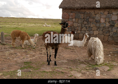 PERU Alpaca, near Puno. PHOTOGRAPH by SEAN SPRAGUE Stock Photo - Alamy