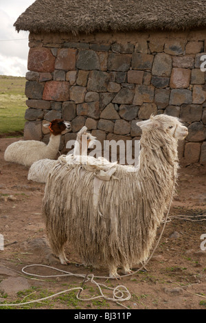 PERU An Alpaca PHOTOGRAPH by SEAN SPRAGUE Stock Photo - Alamy