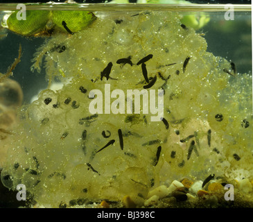 Developing frog tadpoles. Close-up of newly hatched tadpoles of a ...