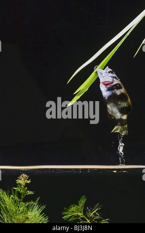 Archerfish leaps out of water to catch insect from overhanging branch ...