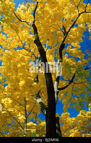 Maple tree in autumn at the fall season Stock Photo - Alamy