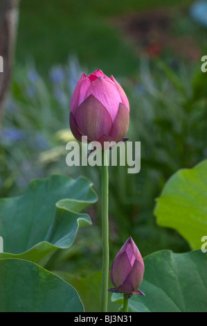 ONe of a series of images showing a lotus flower at various stages of ...