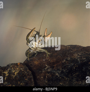 Atlantic Stream Crayfish (Austropotamobius pallipes) adult, close-up of ...