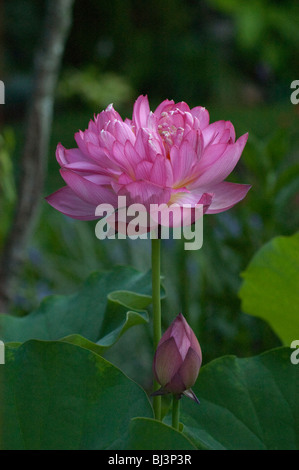 ONe of a series of images showing a lotus flower at various stages of ...