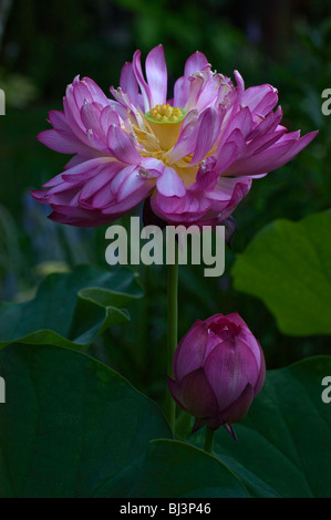 ONe of a series of images showing a lotus flower at various stages of ...