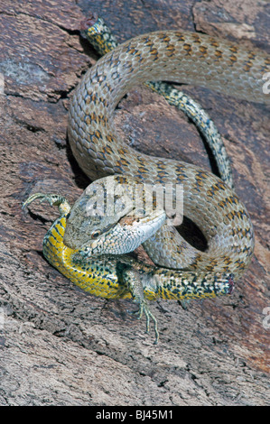 Smooth Snake (Coronella austriaca) constricting and about to ingest a ...