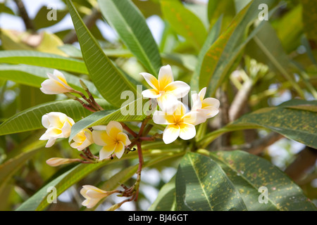 frangipani growing on a tree Stock Photo - Alamy